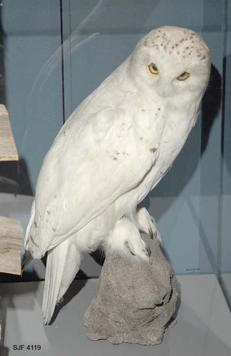 Snøugle - Anno Norsk skogmuseum / DigitaltMuseum