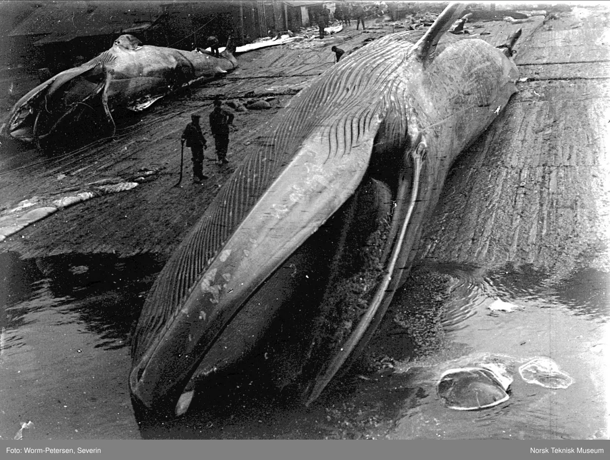 Pastor Løchen: Hval og hvalross - Norsk Teknisk Museum / DigitaltMuseum